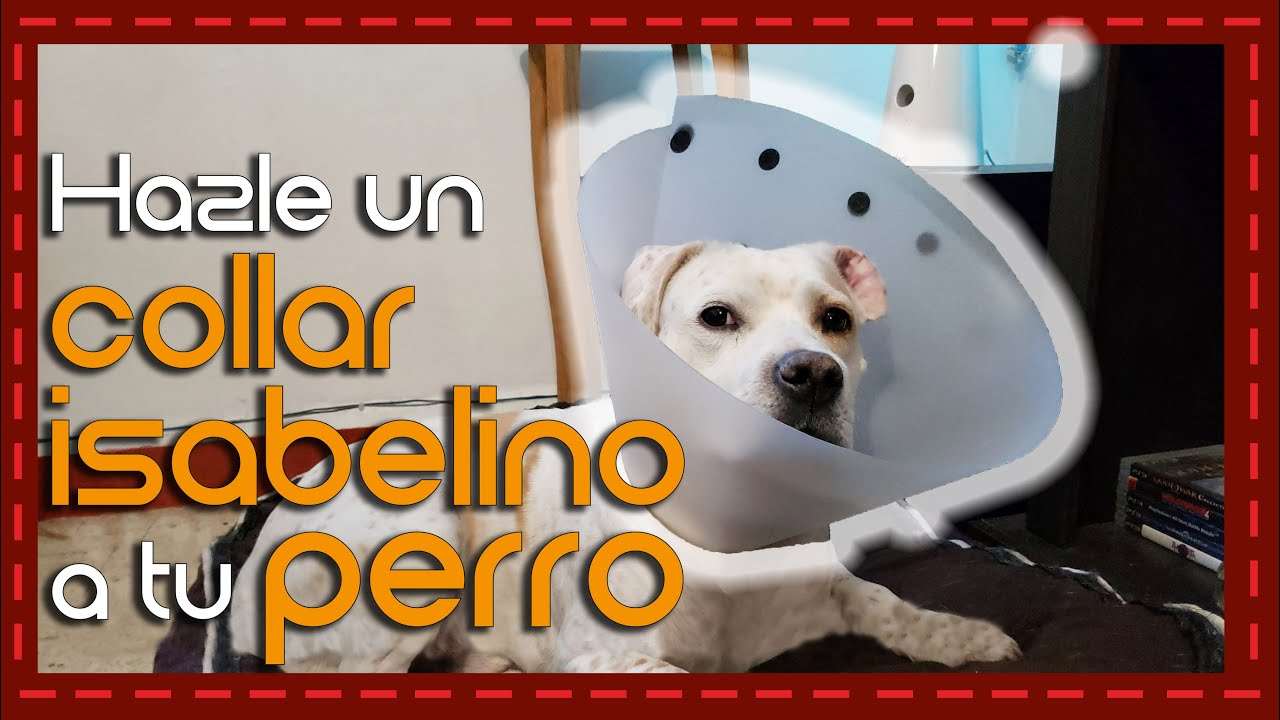 Aprende a hacer un cono para perro en casa - Diario Murcia
