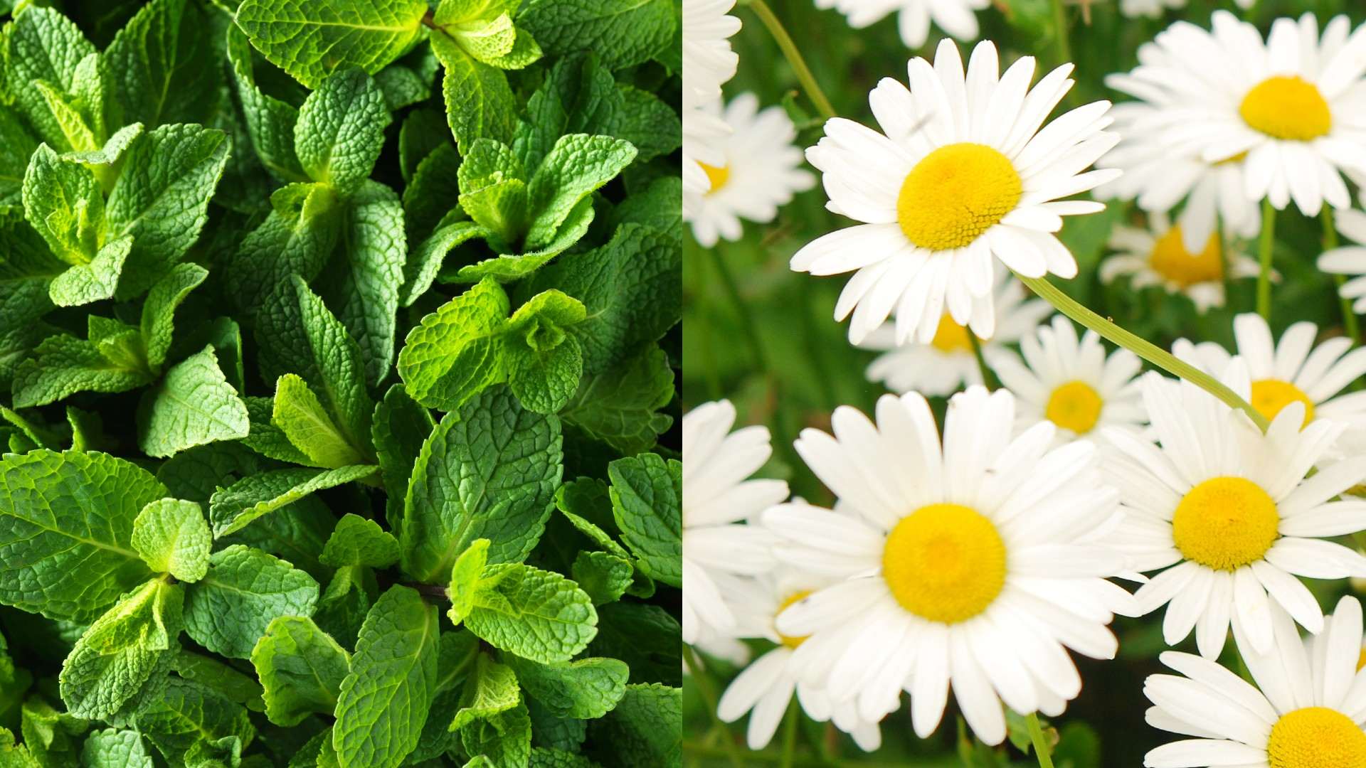 Beneficios del té de hierbabuena con manzanilla que debes conocer ...