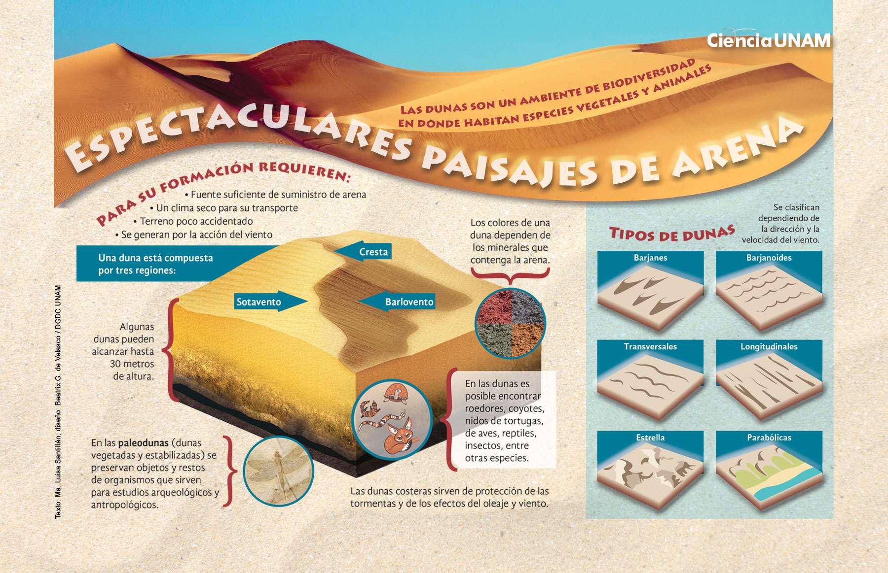 ¿Cómo se forman las dunas de arena en los desiertos? - Diario Murcia